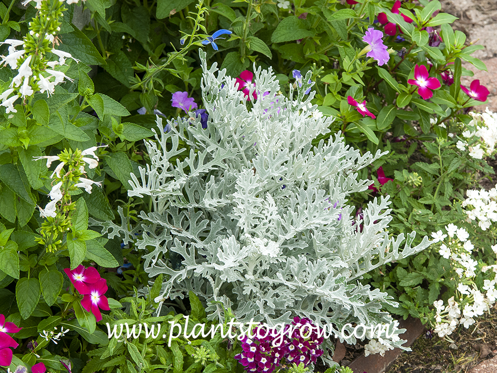 Silver Lace Duty Miller (Senecio cineraria) | Plants To Grow Plants ...