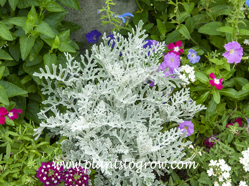 Silver Lace Duty Miller (Senecio cineraria) | Plants To Grow Plants ...
