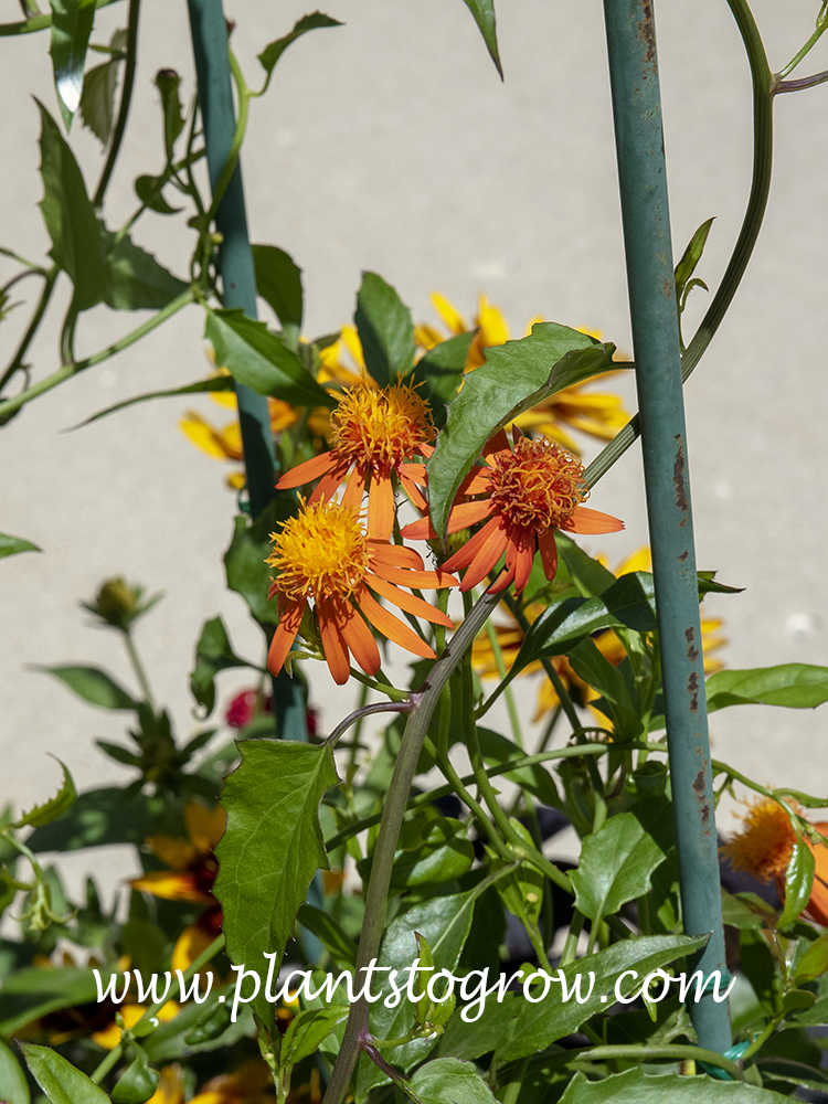 Mexican Flame Flower (Senecio confusus) | Plants To Grow Plants ...