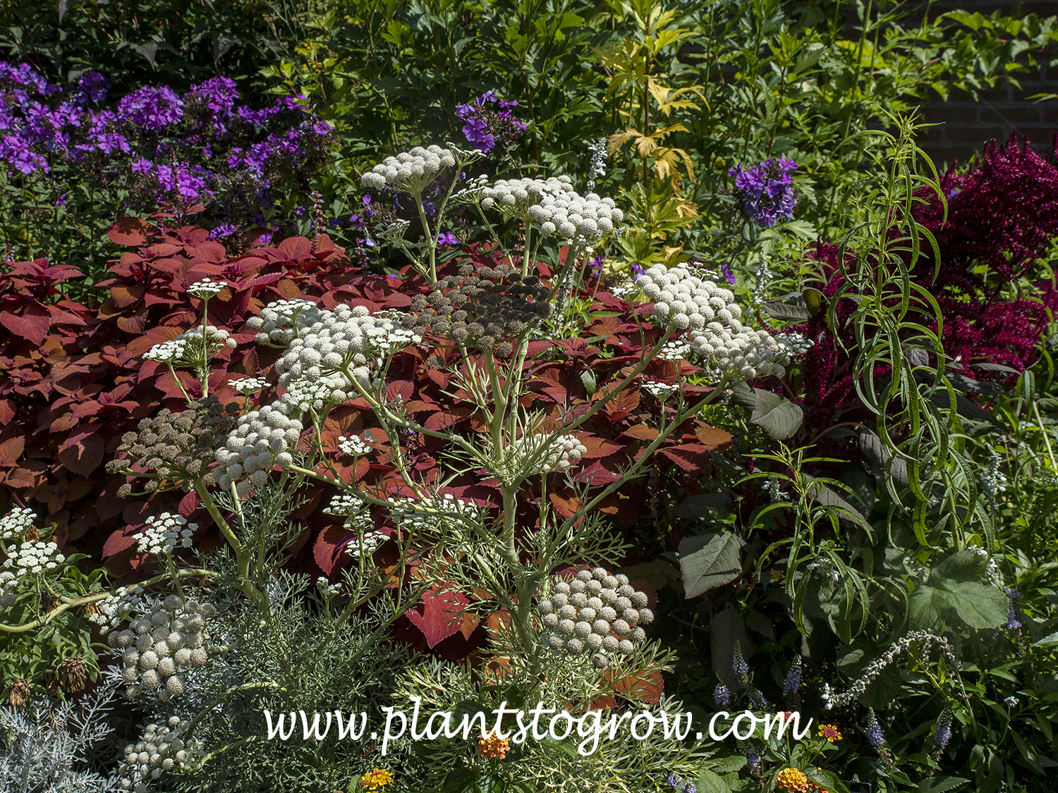 Moon Carrot (Seseli gummiferum) | Plants To Grow Plants Database by ...