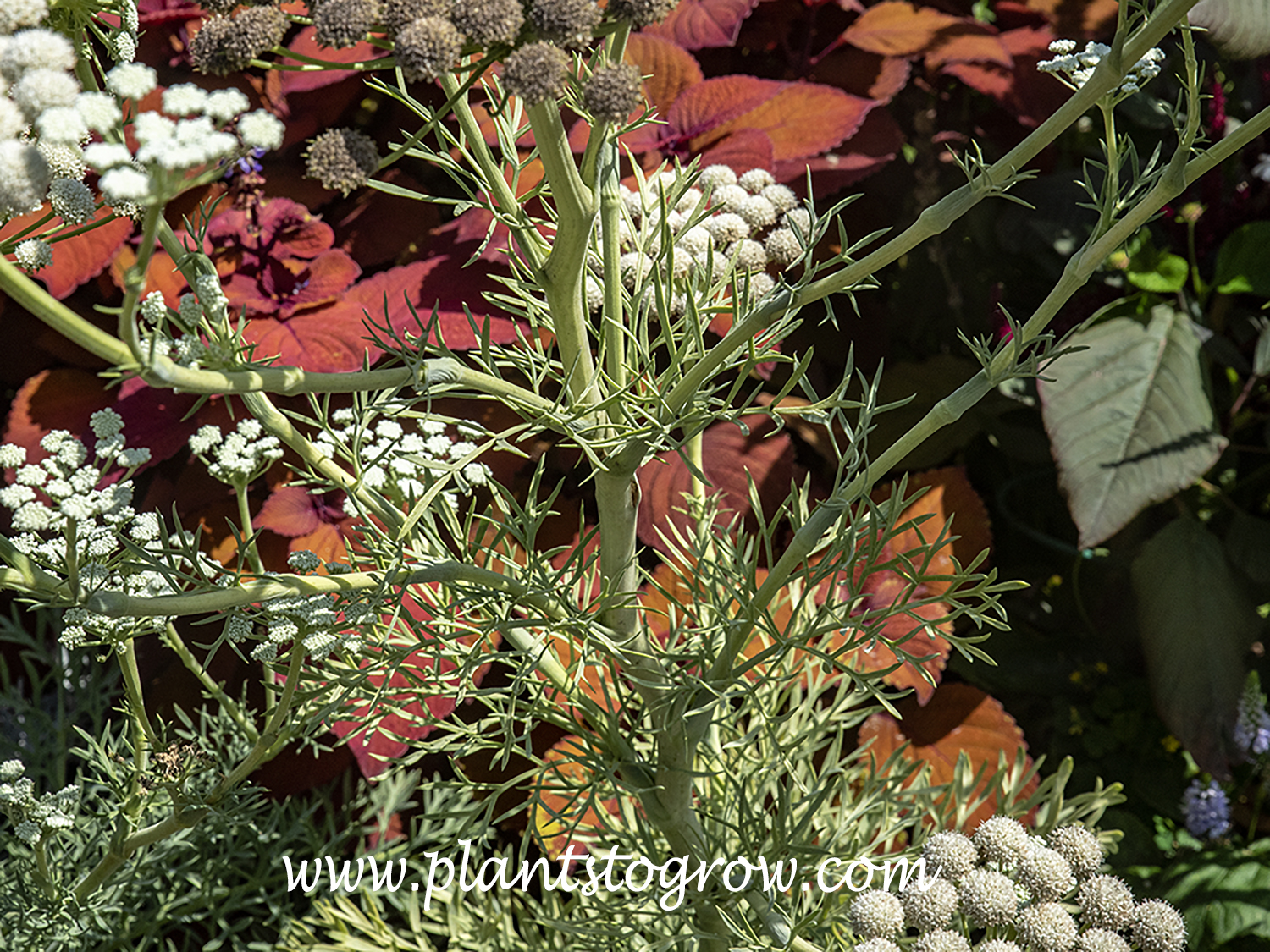 Moon Carrot (Seseli gummiferum) | Plants To Grow Plants Database by ...