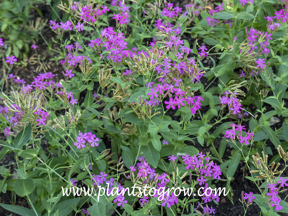 Sweet William Catchfly (Silene armeria) | Plants To Grow Plants ...