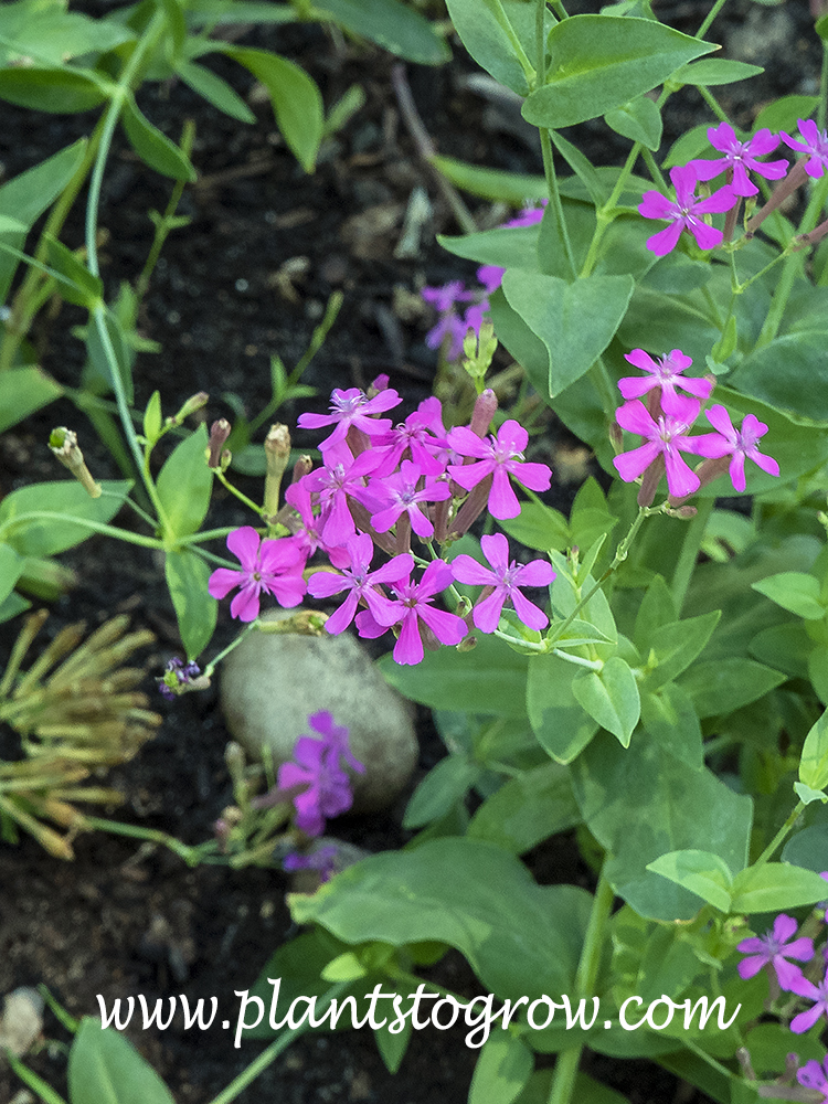 Sweet William Catchfly (Silene armeria) | Plants To Grow Plants ...
