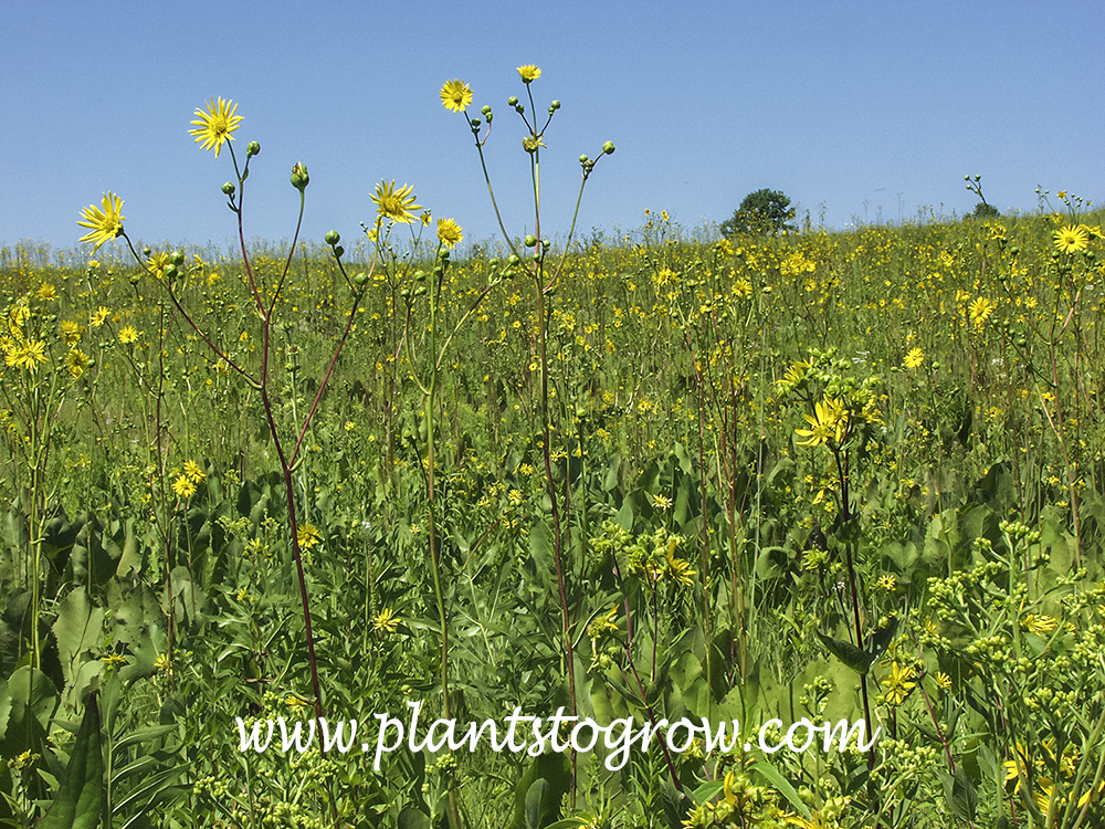 Prairie Dock (Silphium terebinthinaceum) | Plants To Grow Plants ...