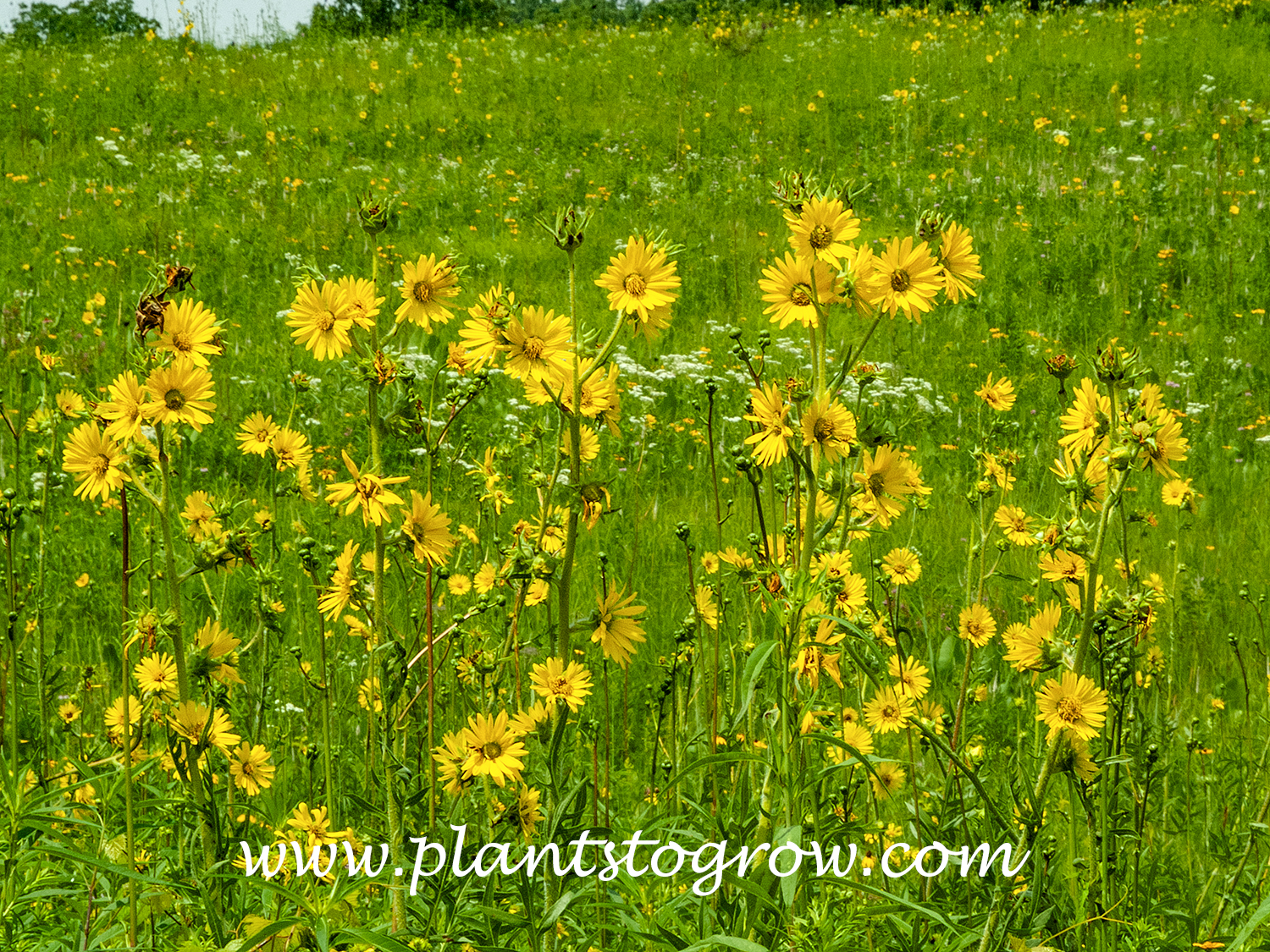 Compass Plant (Silphium laciniatum) | Plants To Grow Plants Database by ...