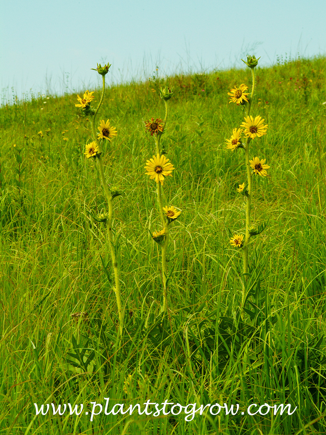 Compass Plant (Silphium laciniatum) | Plants To Grow Plants Database by ...