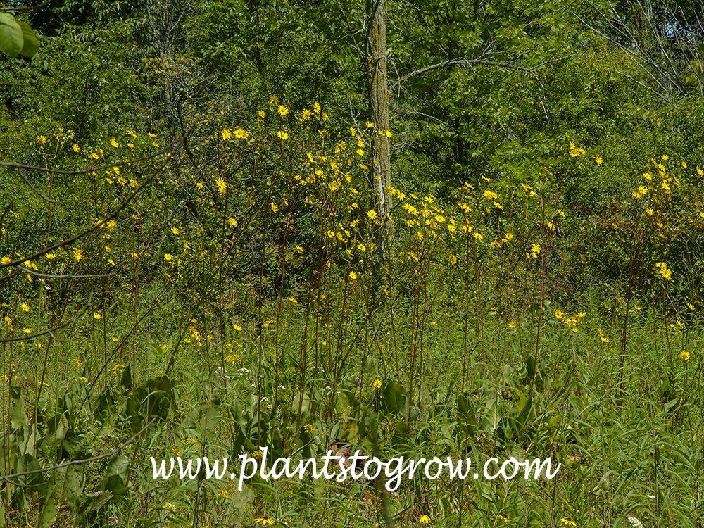 Prairie Dock (Silphium terebinthinaceum) | Plants To Grow Plants ...