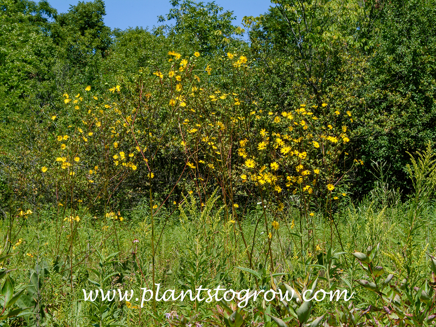 Prairie Dock (Silphium terebinthinaceum) | Plants To Grow Plants ...