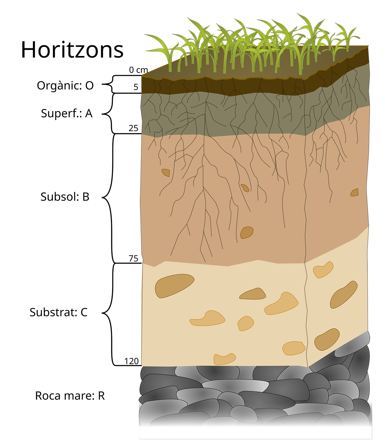 soil horizon | Plants To Grow Plants Database by Paul S. Drobot