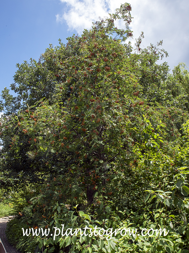 Blackhawk Mountain Ash (Sorbus aucuparia) | Plants To Grow Plants ...