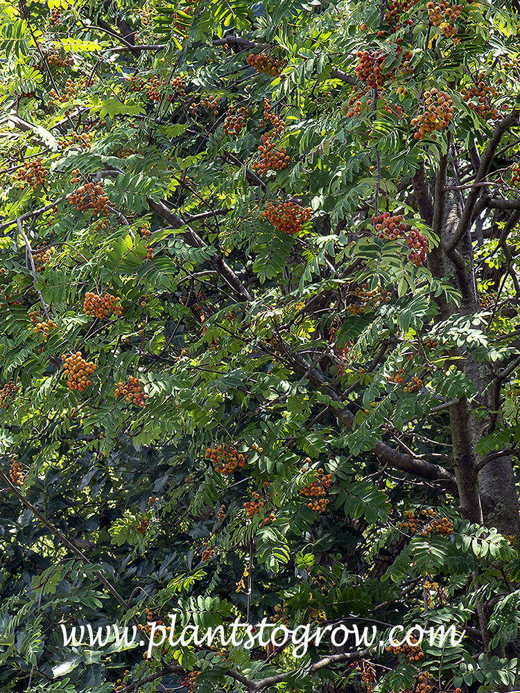 Blackhawk Mountain Ash (Sorbus aucuparia) | Plants To Grow Plants ...