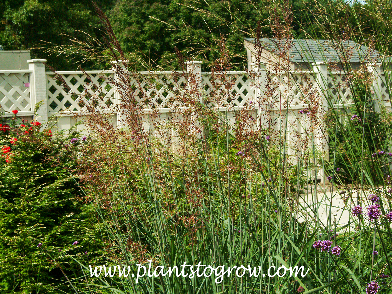 Indian Steel Prairie Grass (Sorghastrum nutans) | Plants To Grow Plants ...