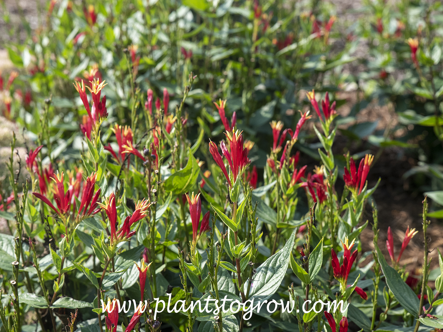 'Little Readhead' Spigelia' (Spigelia marilandica ) | Plants To Grow ...
