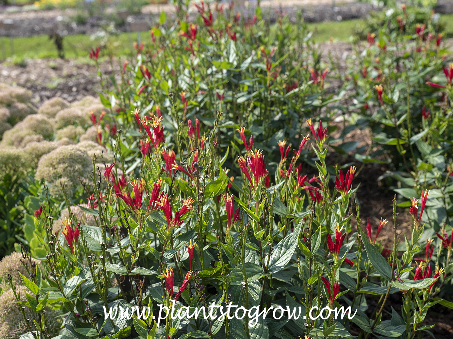 'Little Readhead' Spigelia' (Spigelia marilandica ) | Plants To Grow ...