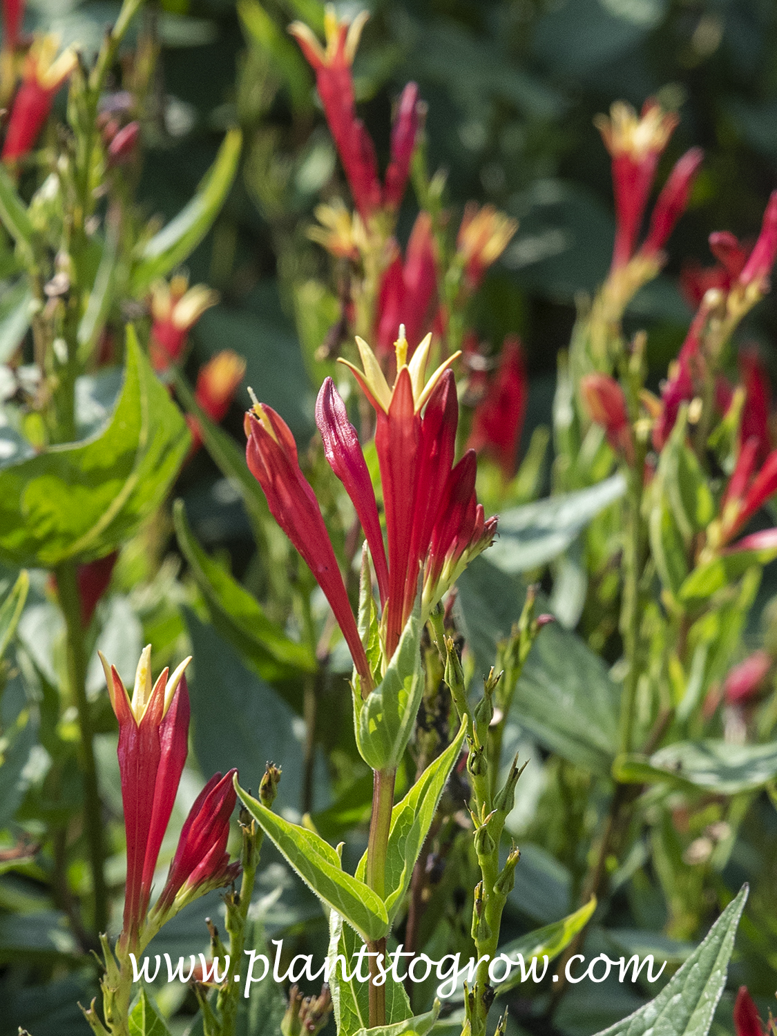 'Little Readhead' Spigelia' (Spigelia marilandica ) | Plants To Grow ...
