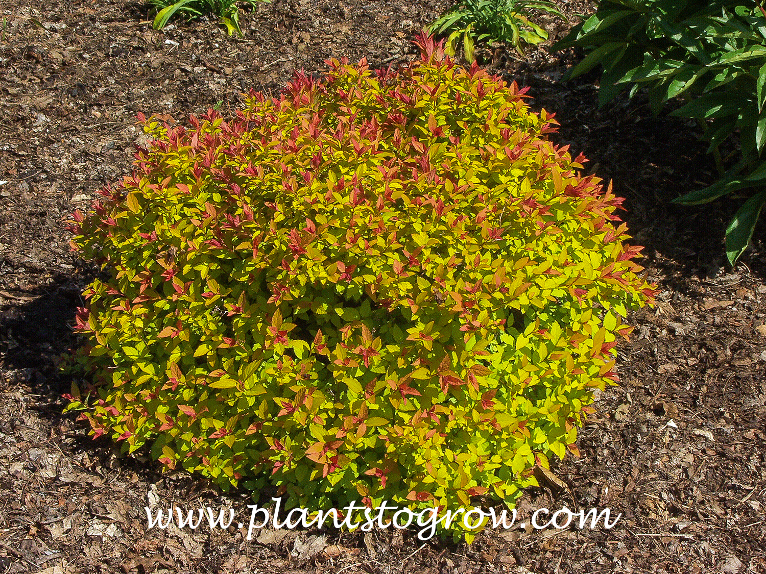 Gold Flame Spirea (Spiraea japonica) | Plants To Grow Plants Database ...
