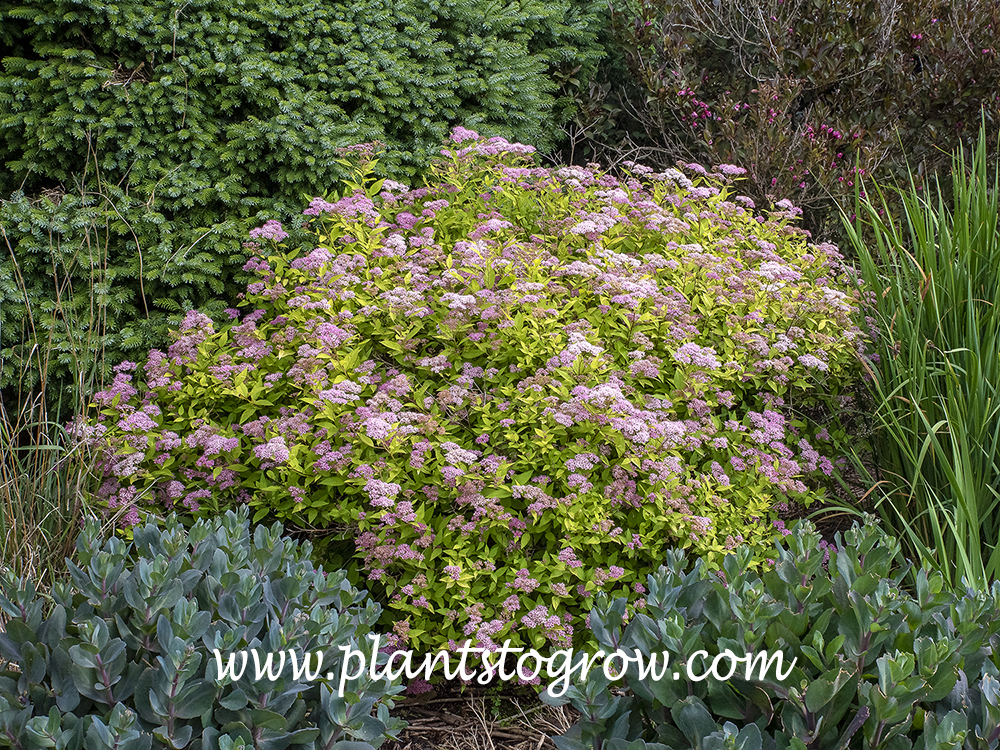 Limemound Spirea (Spiraea japonica) | Plants To Grow Plants Database by ...