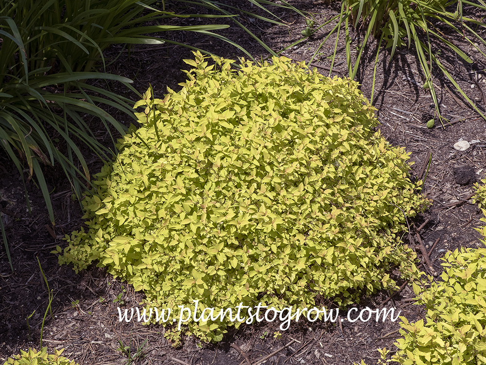 5 | Plants To Grow Plants Database by Paul S. Drobot