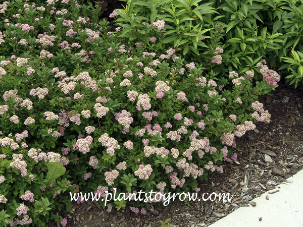 Alpine spirea | Plants To Grow Plants Database by Paul S. Drobot