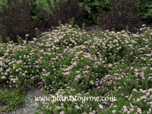Alpine spirea | Plants To Grow Plants Database by Paul S. Drobot
