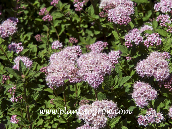 Alpine spirea | Plants To Grow Plants Database by Paul S. Drobot