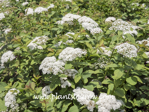 Snow Storm Spirea | Plants To Grow Plants Database by Paul S. Drobot