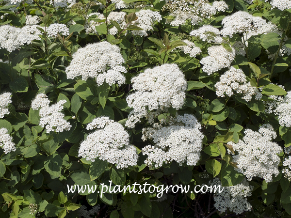 Snow Storm Spirea | Plants To Grow Plants Database by Paul S. Drobot