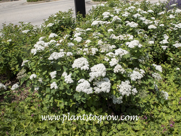Snow Storm Spirea | Plants To Grow Plants Database by Paul S. Drobot