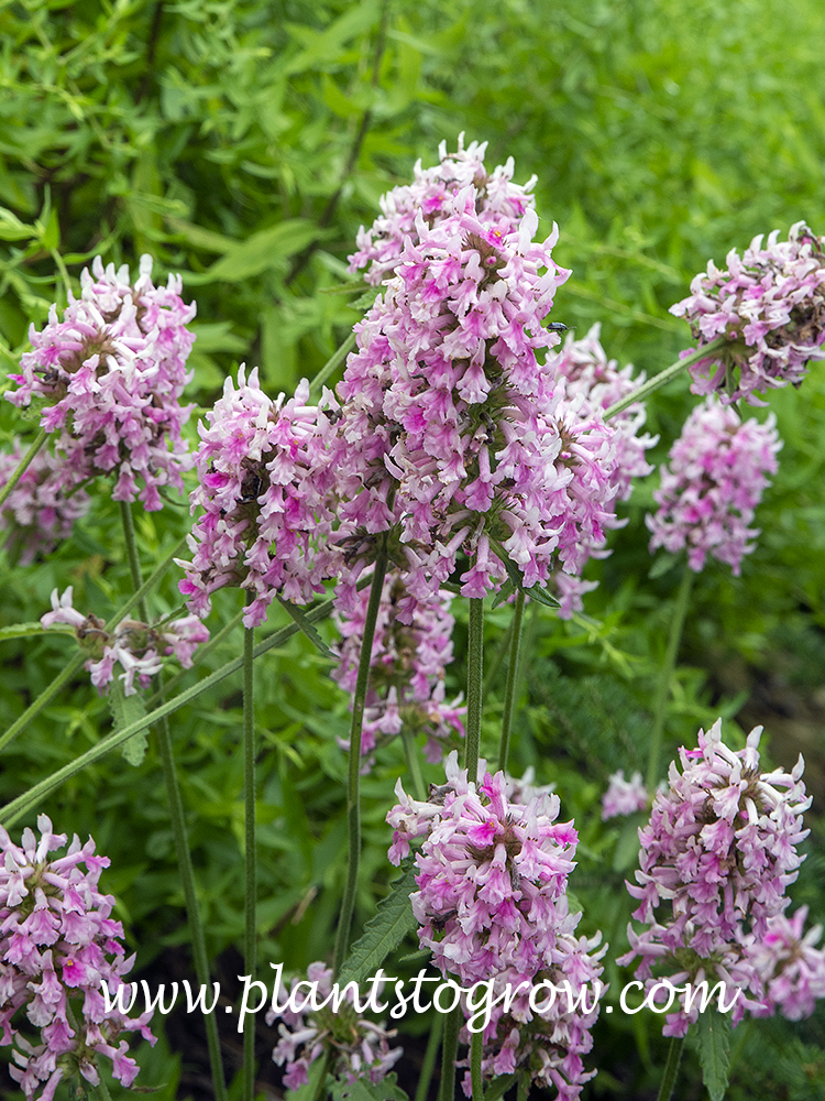 Pink Cotton Candy (Stachys officinalis) | Plants To Grow Plants ...