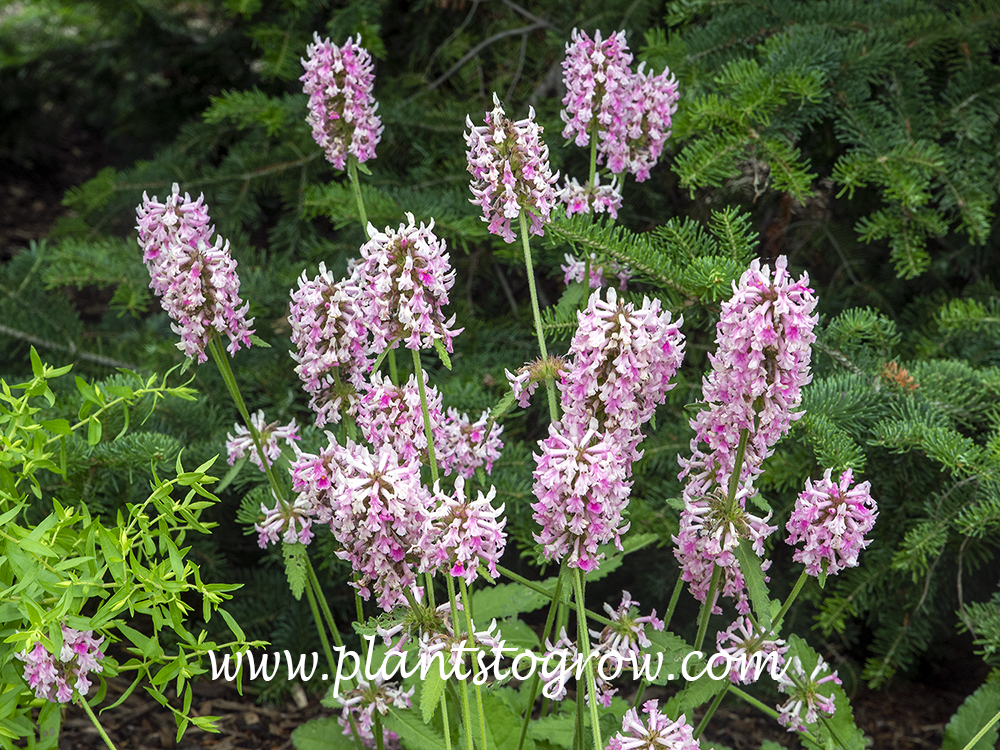 Pink Cotton Candy (Stachys officinalis) | Plants To Grow Plants ...