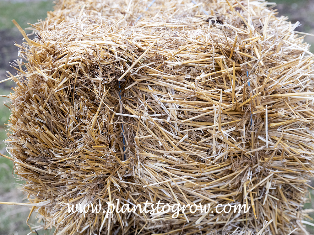 straw | Plants To Grow Plants Database by Paul S. Drobot