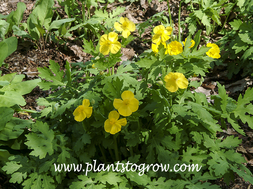 Celandine Poppy (Stylophorum diphyllum) | Plants To Grow Plants ...