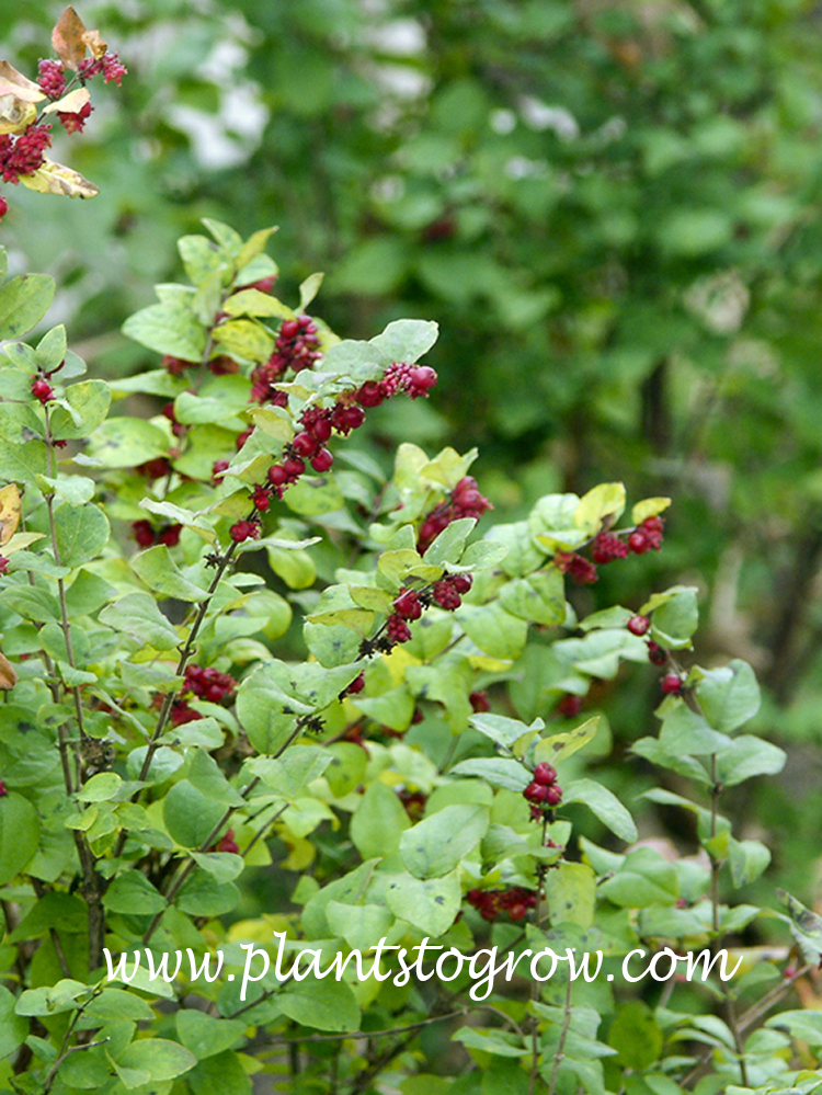 Magic Berry (Symphoricarpos x doorenbosii) | Plants To Grow Plants ...