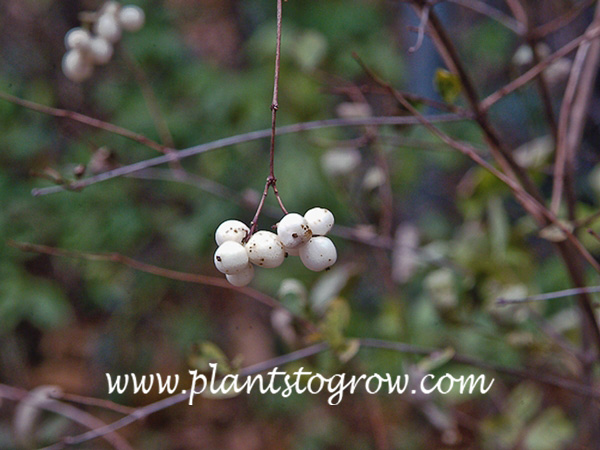 Common Snowberry (Symphoricarpos albus) | Plants To Grow Plants ...