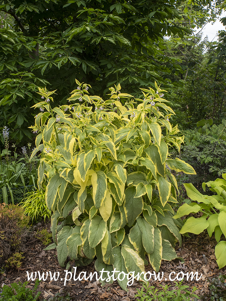 ' Axminister' Comfrey' ( Symphytum x uplandricha) | Plants To Grow ...
