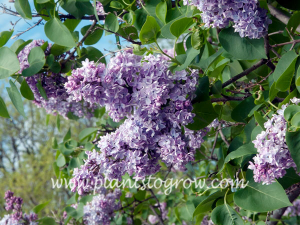 President Grevy Lilac | Plants To Grow Plants Database by Paul S. Drobot