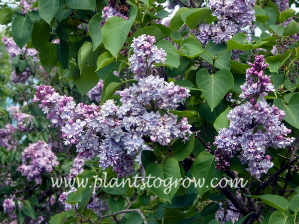 President Grevy Lilac | Plants To Grow Plants Database by Paul S. Drobot