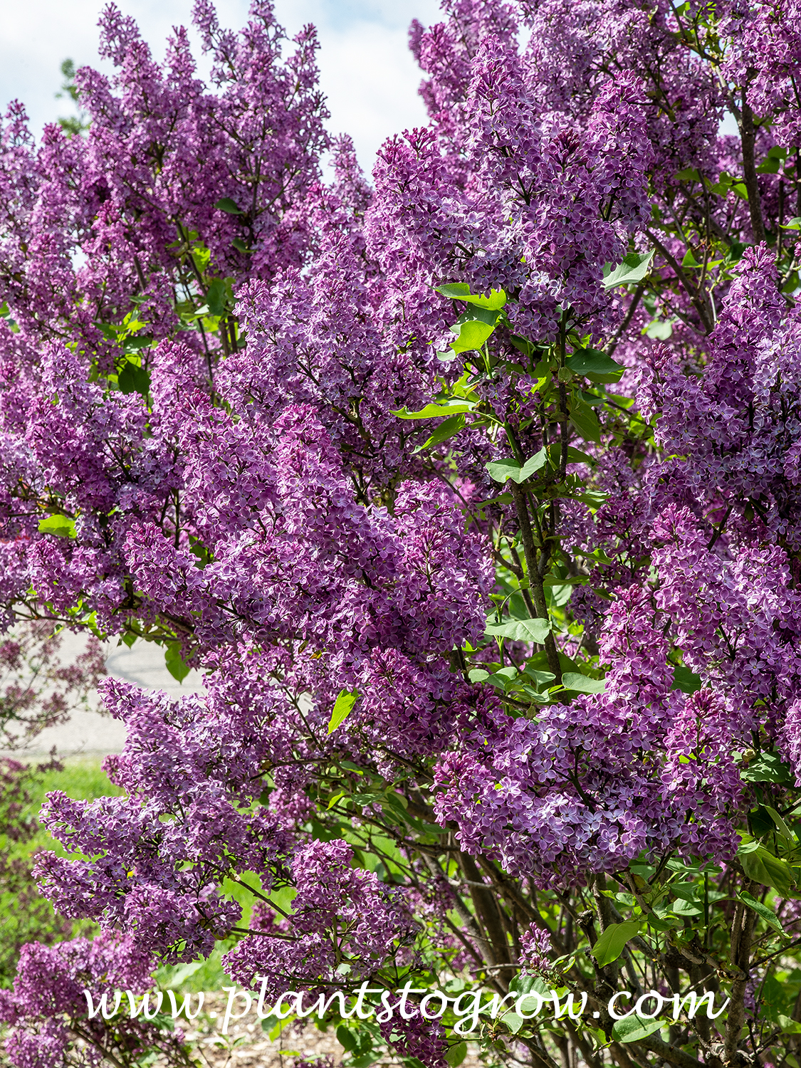 Early Lilac Declaration (Syringa x hyacinthiflora) | Plants To Grow ...