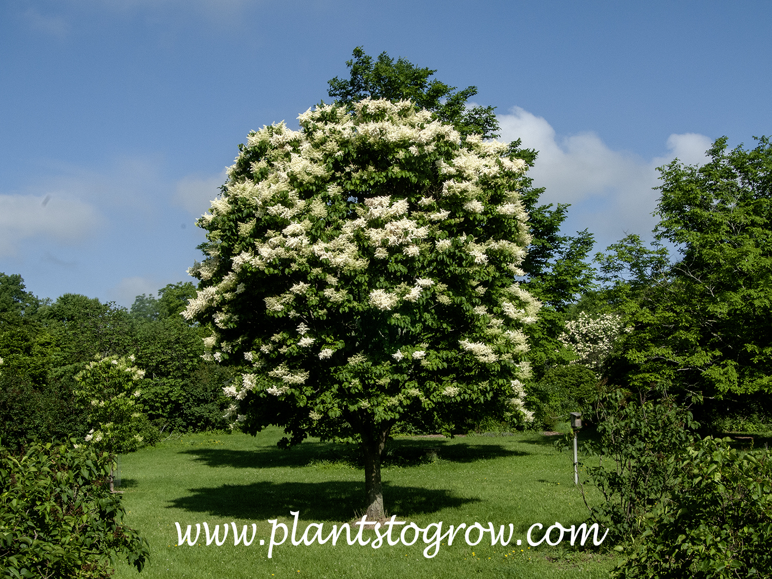'Summer Snow' Japanese Tree Lilac (Syringa reticulata) | Plants To Grow ...