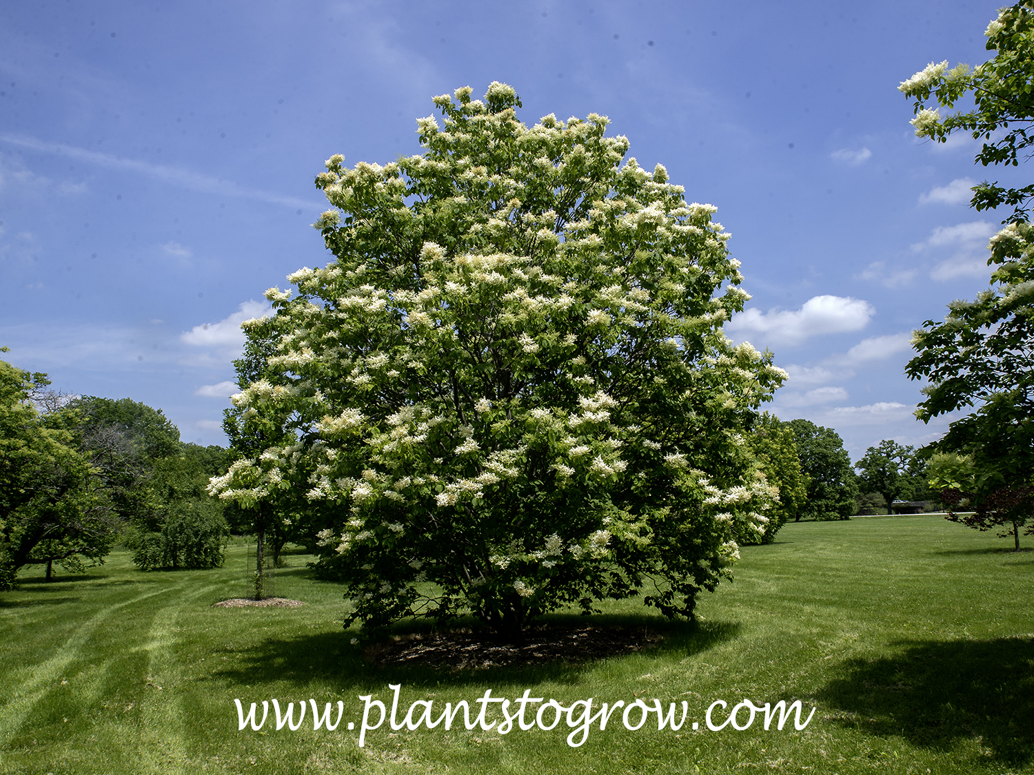 Japanese Tree Lilac (Syringa reticulata) | Plants To Grow Plants ...