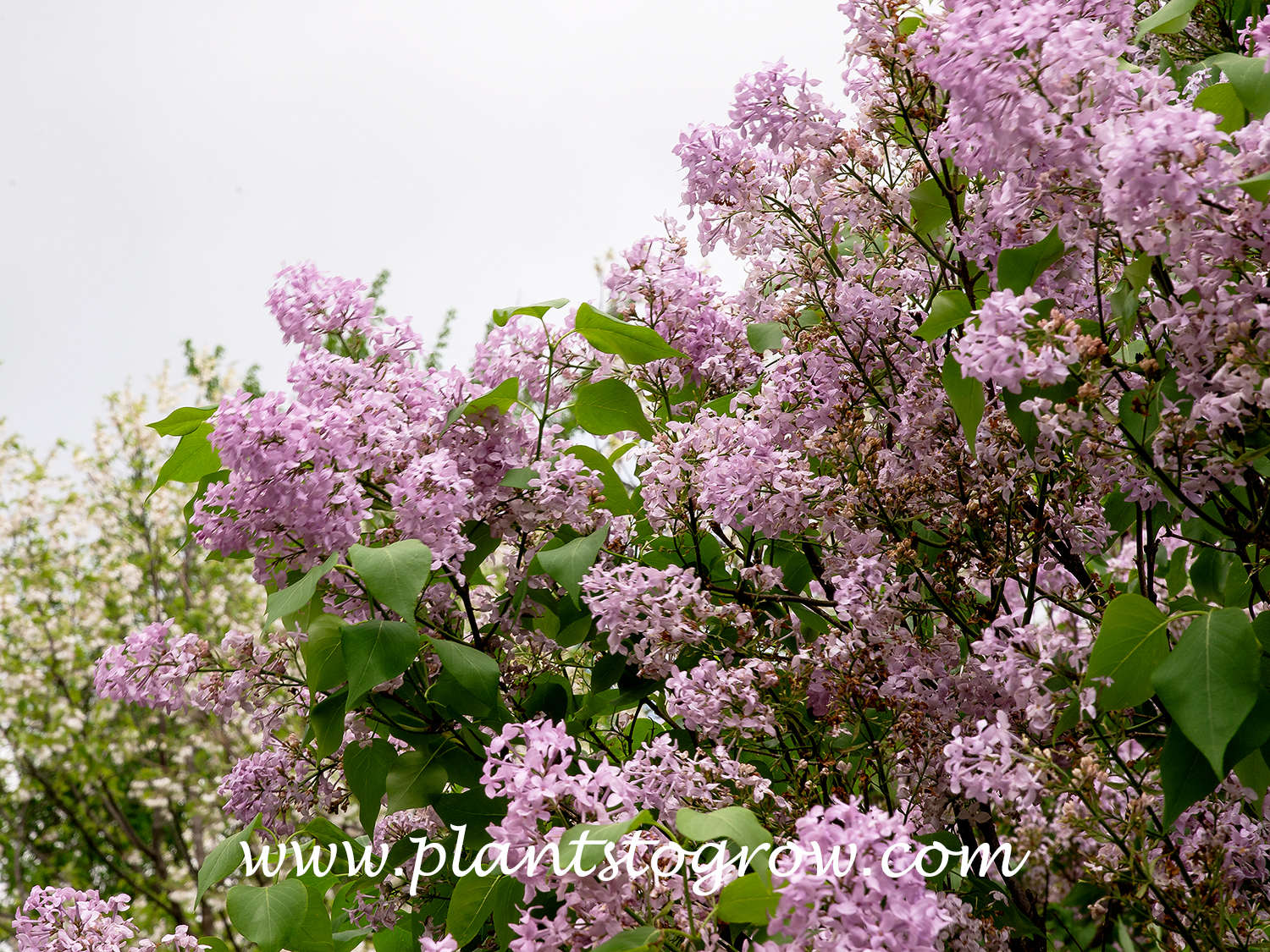 Excel Lilac (Syringa x hyacinthia) | Plants To Grow Plants Database by ...
