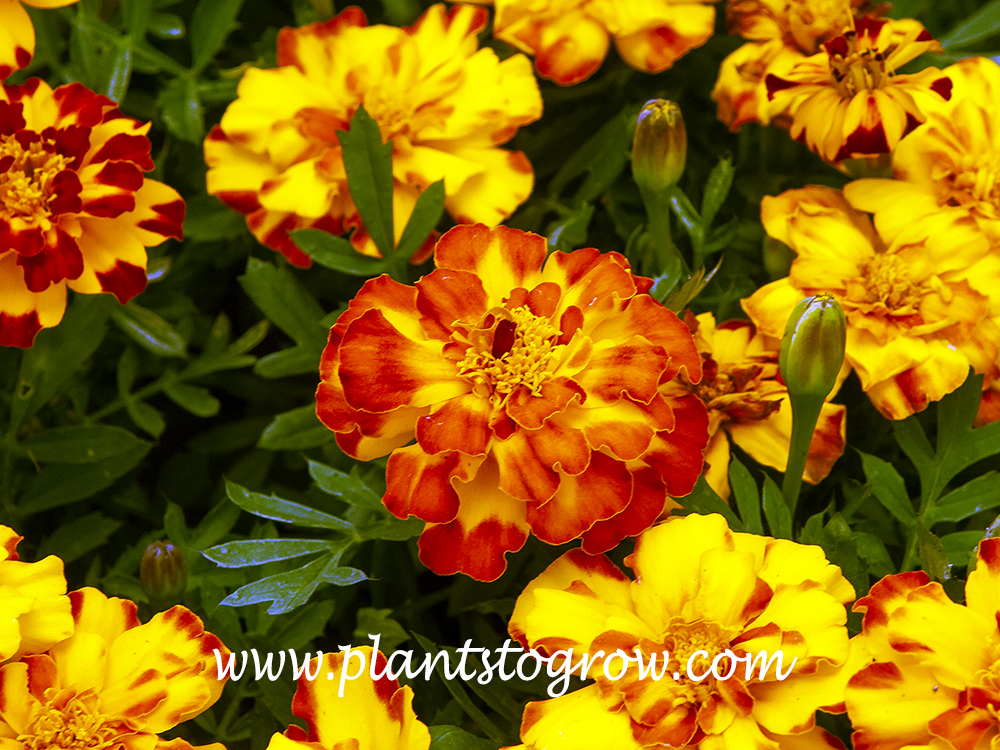 Durango Marigold series (Tagetes patula) | Plants To Grow Plants ...