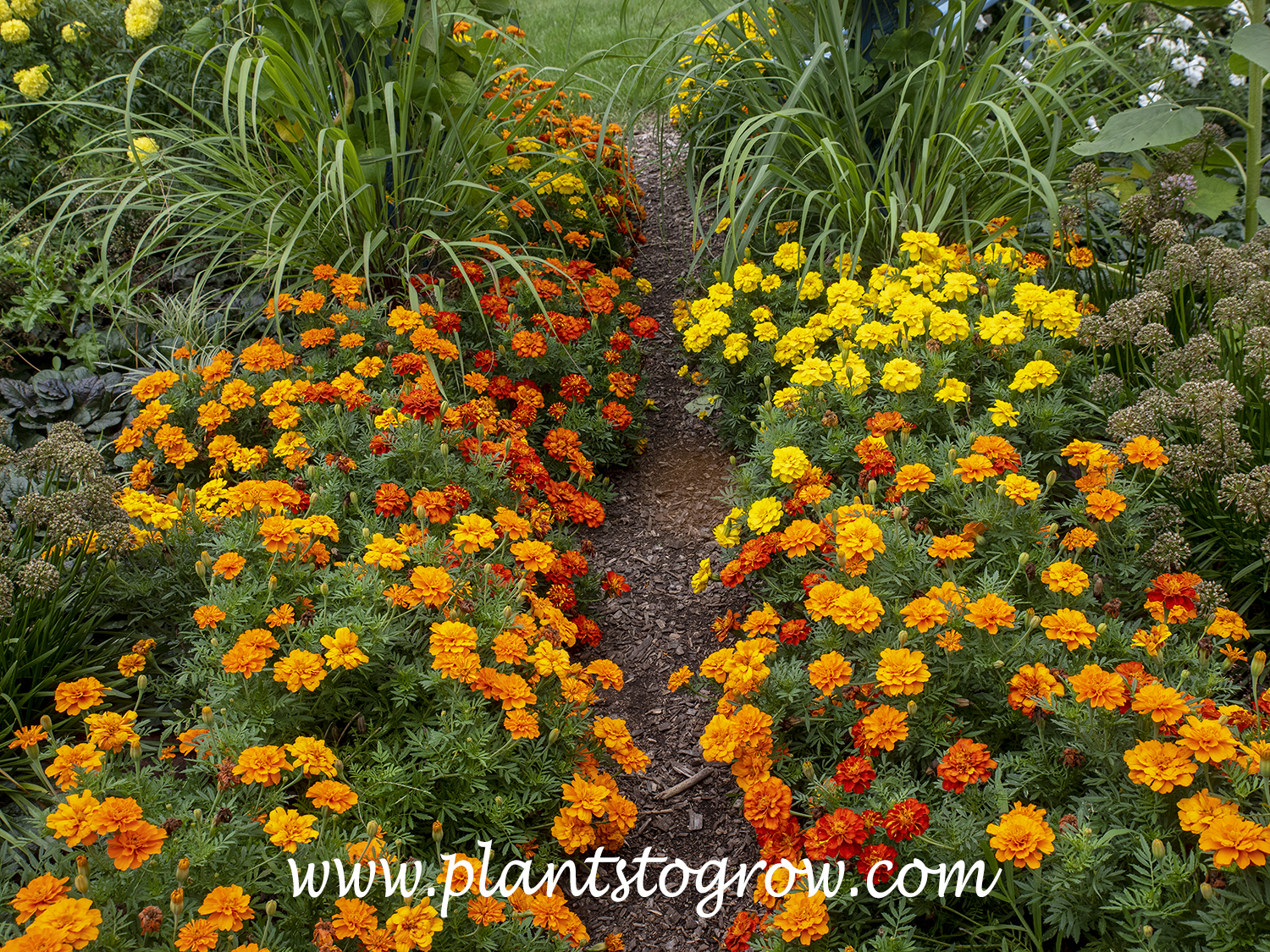 'Durango Mix' Marigold (Tagetes) | Plants To Grow Plants Database by ...