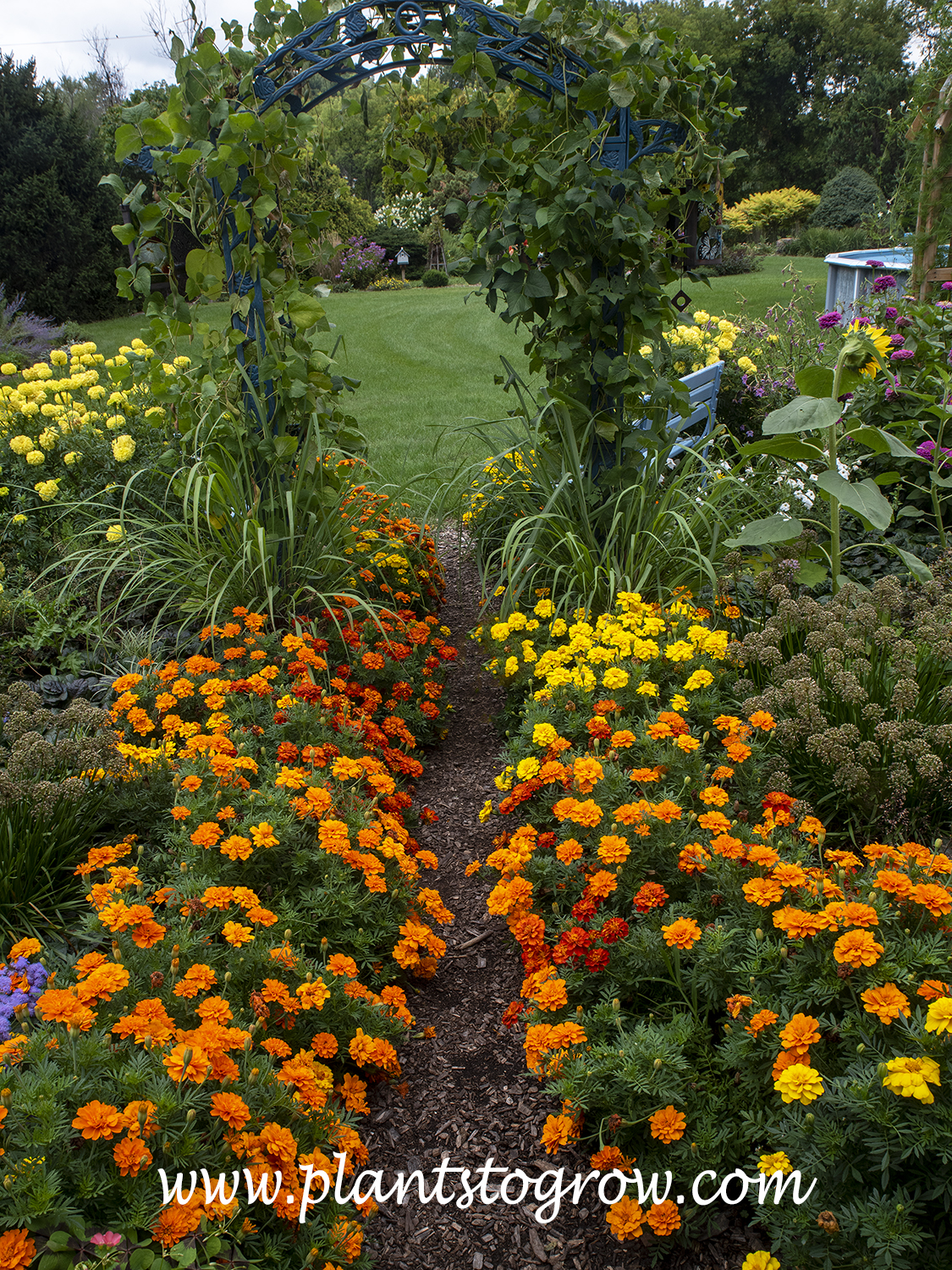 'Durango Mix' Marigold (Tagetes) | Plants To Grow Plants Database by ...