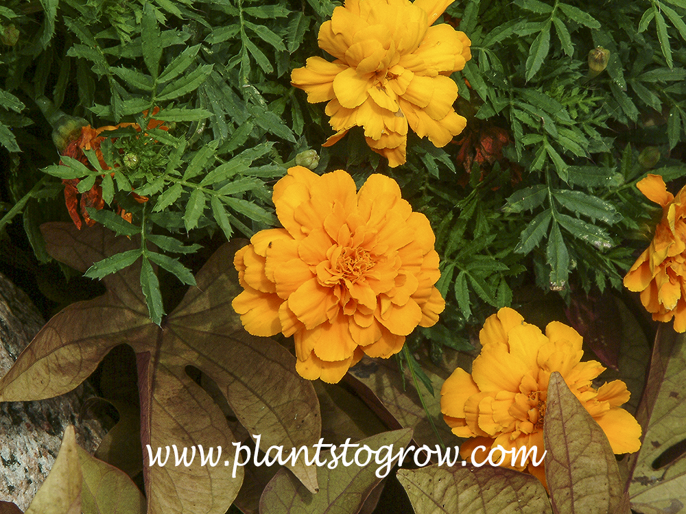 Durango Marigold series (Tagetes patula) | Plants To Grow Plants ...