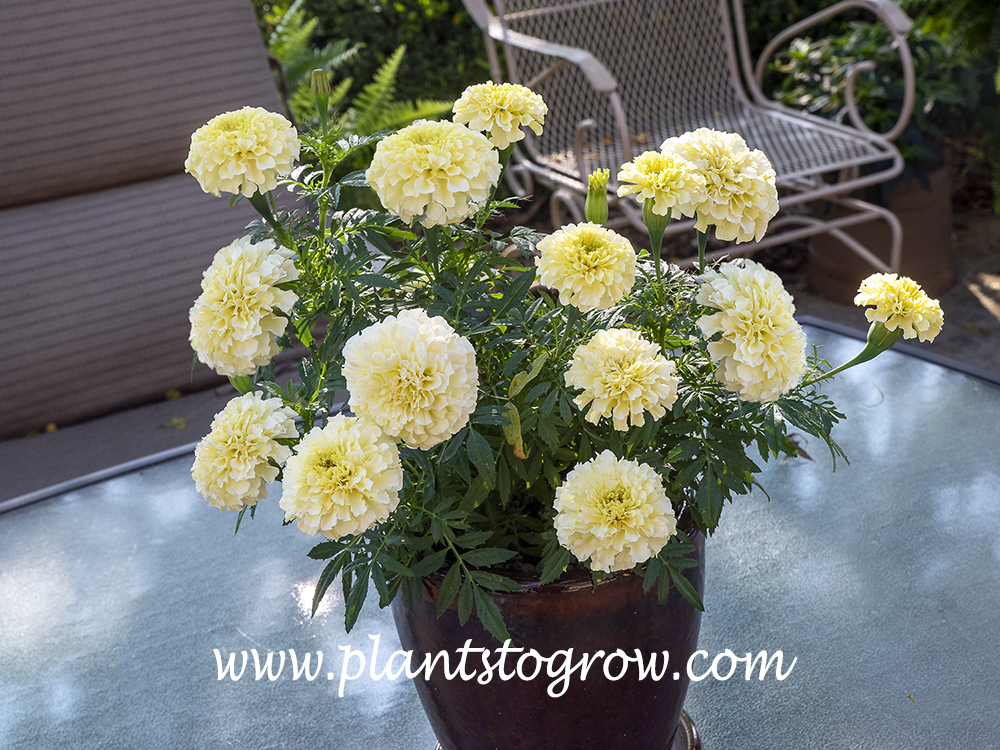 French Vanilla Marigold (Tagetes erecta) | Plants To Grow Plants ...