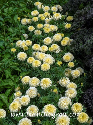 white marigold