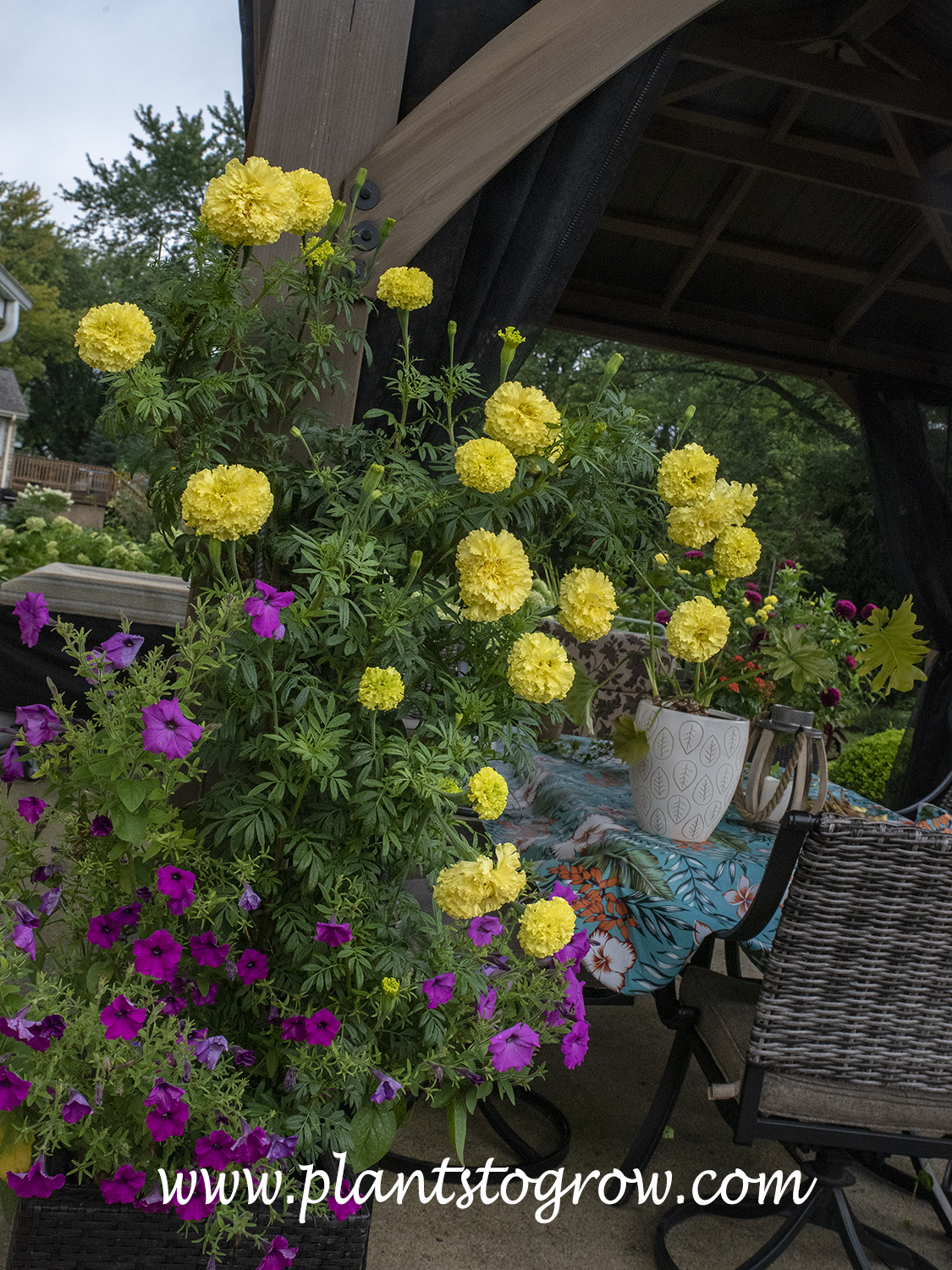 'Key Lime' Marigold (Tagetes) | Plants To Grow Plants Database by Paul ...