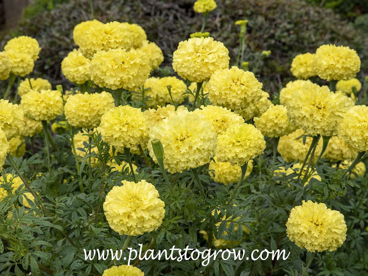 'Key Lime' Marigold (Tagetes) | Plants To Grow Plants Database by Paul ...
