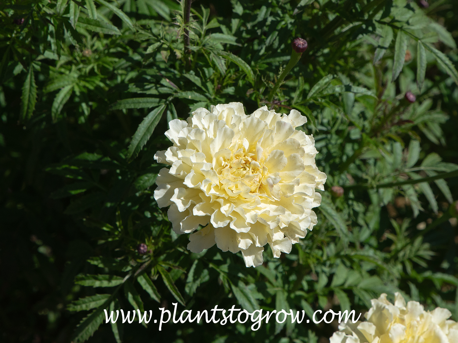 Kilimanjaro Marigold (Tagetes erecta) | Plants To Grow Plants Database ...